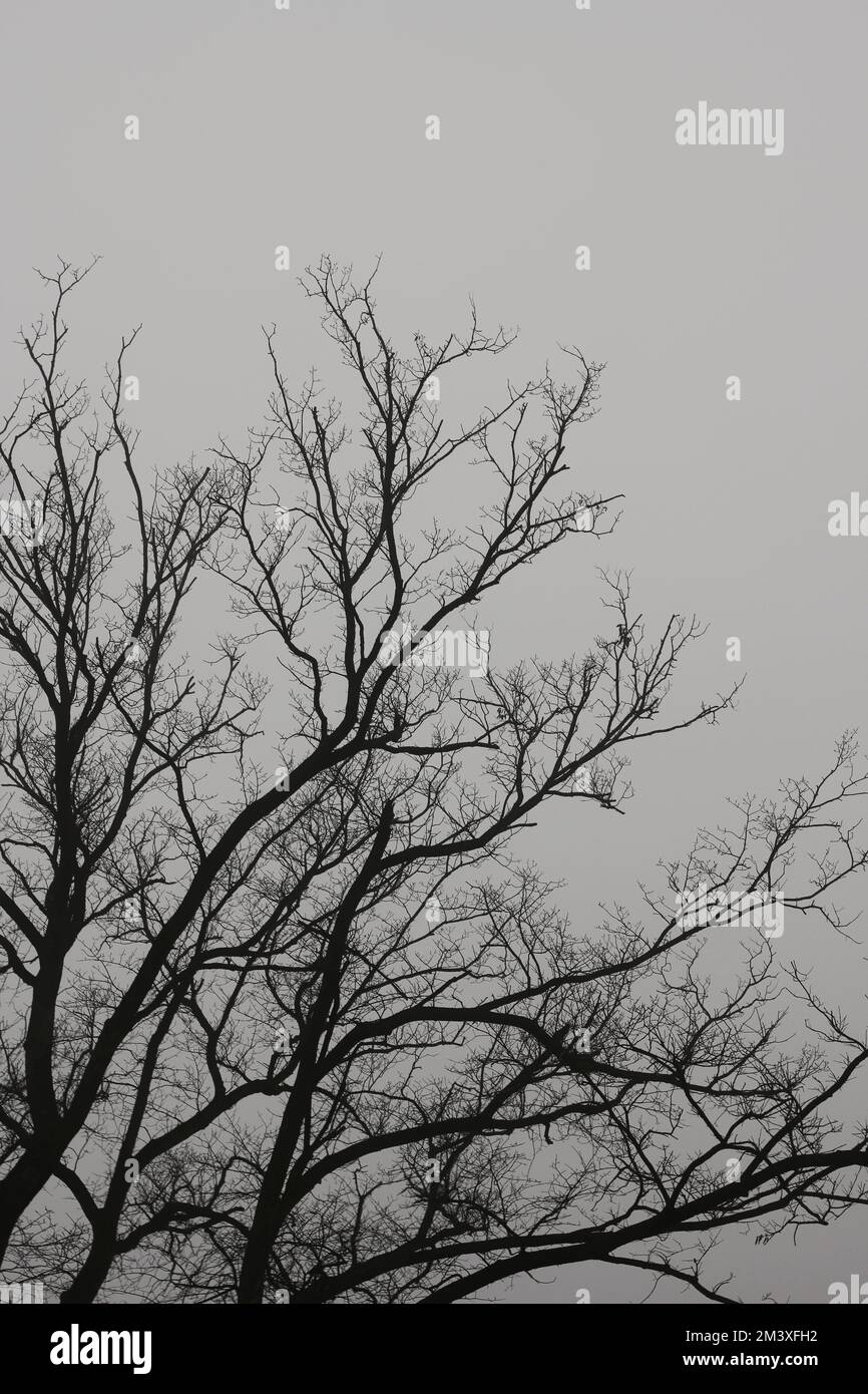 Stark silhouettes of barren trees in the misty autumn morning Stock ...