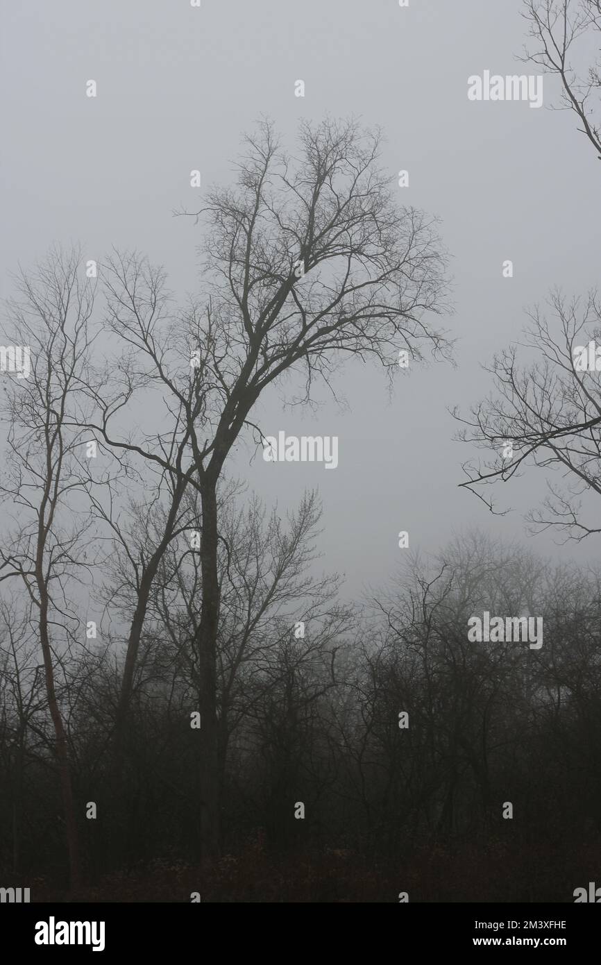 Stark silhouettes of barren trees in the misty autumn morning Stock ...