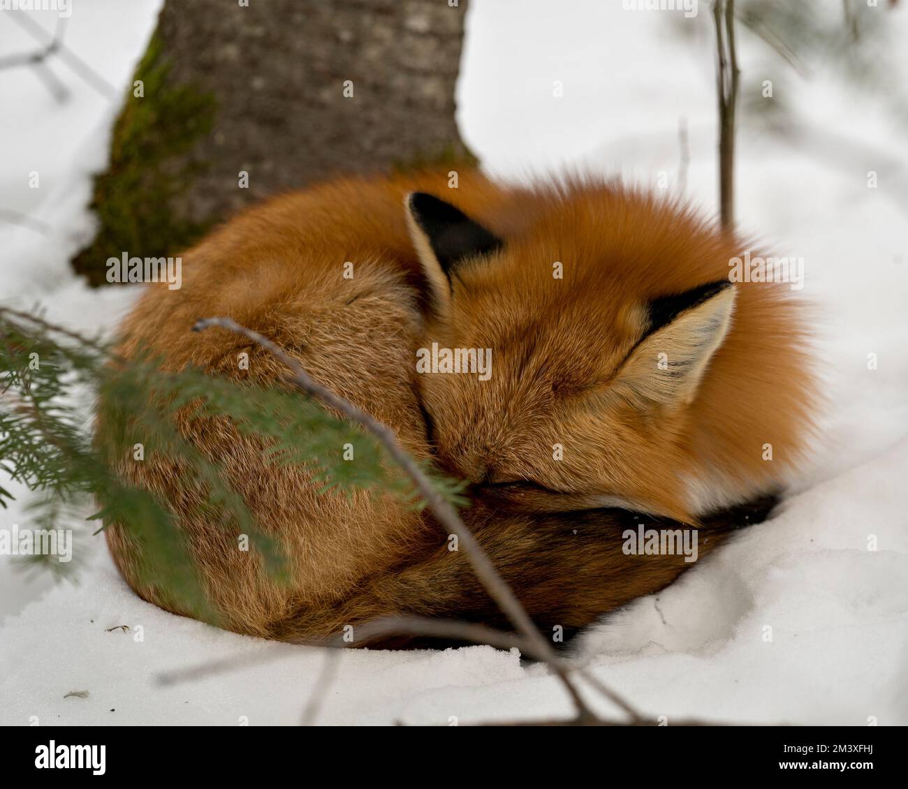 Red fox close-up profile view sleeping on snow in the winter season in ...