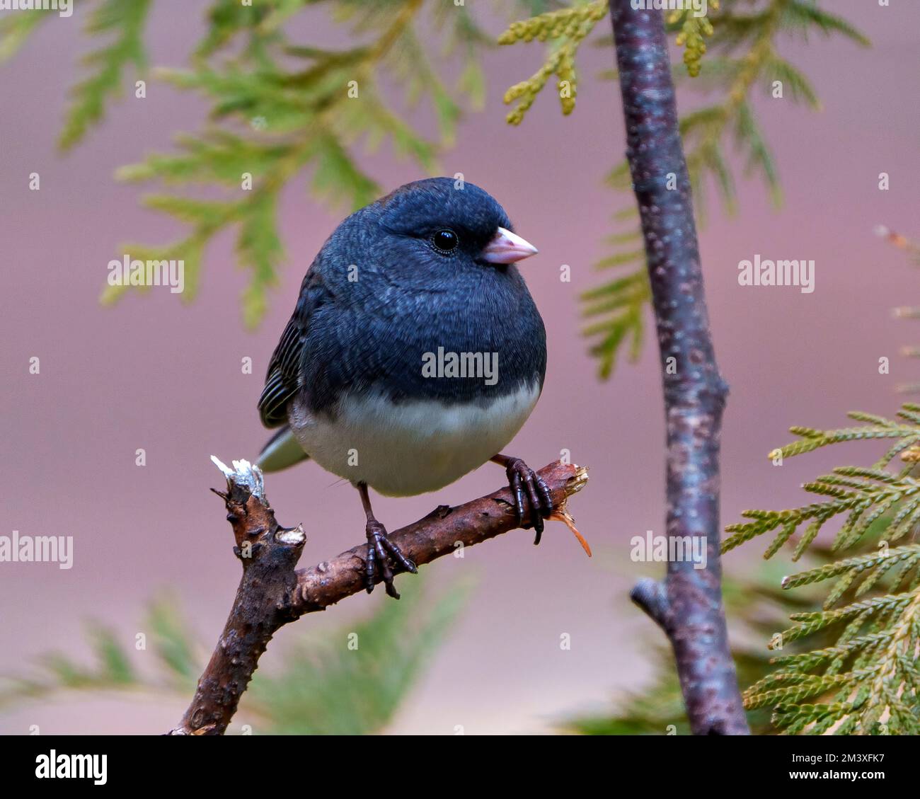Junco close-up profile front view perched on a branch with a pink ...
