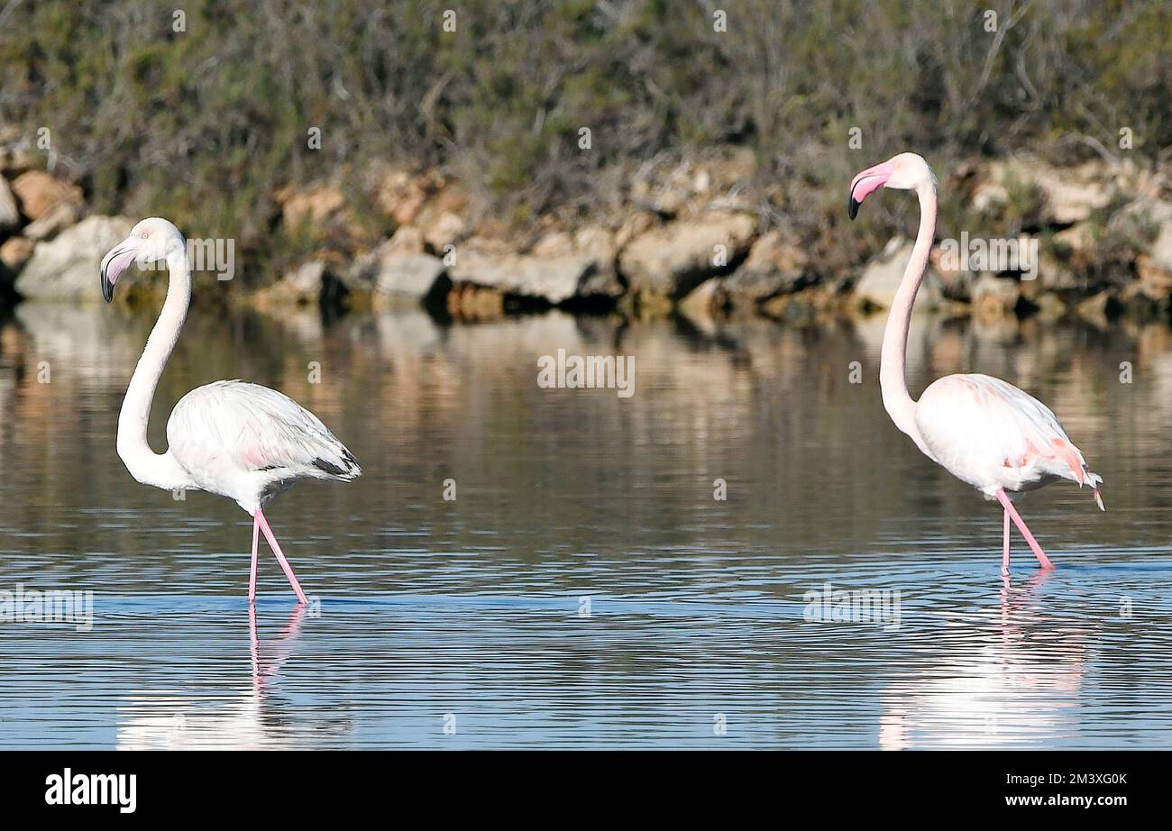 Flamingos in the salt lagoons of Es Trenc, Mallorca Stock Photo - Alamy