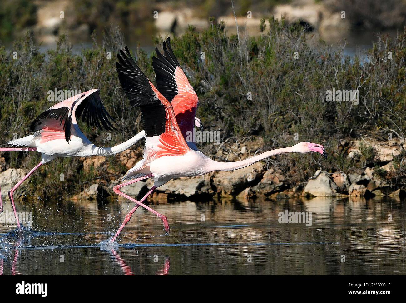 Flora and fauna of mallorca hi-res stock photography and images - Alamy