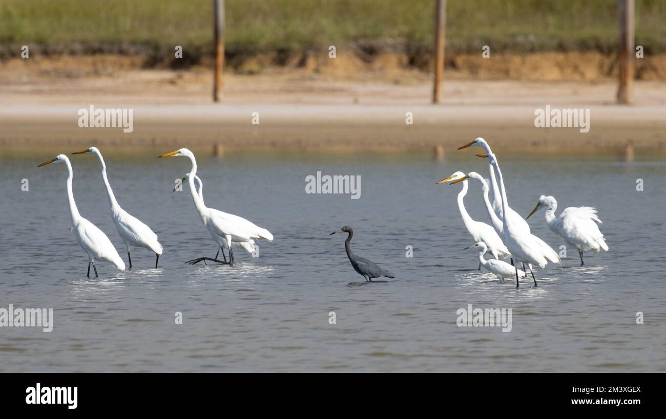 The view of black and white Eastern great egrets walking in the water ...