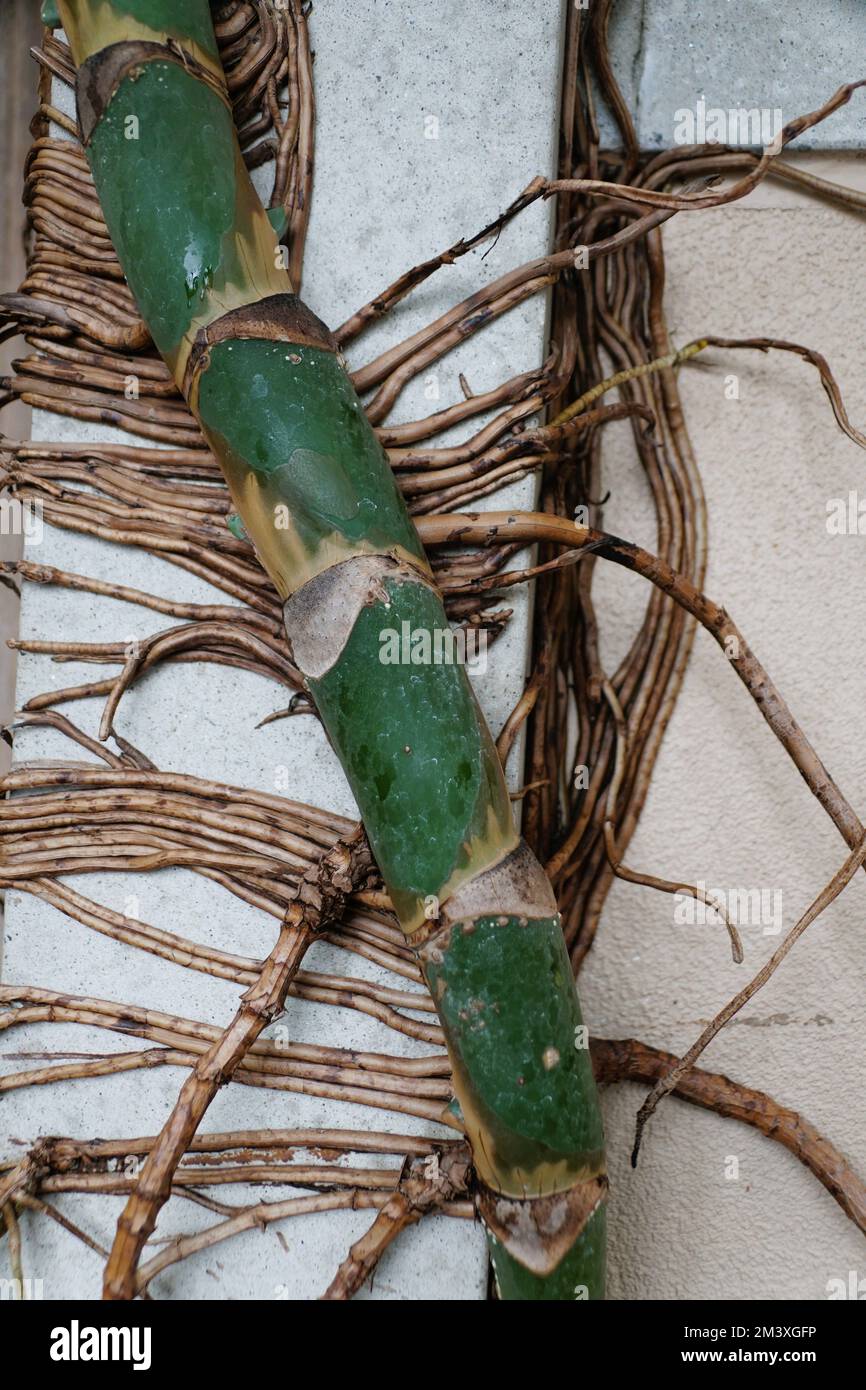Monstera node hi-res stock photography and images - Alamy