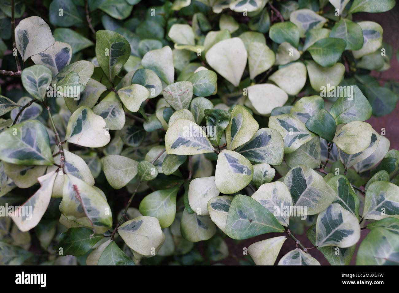 The white and green tiny leaves of variegated Triangle Fig plant Stock ...