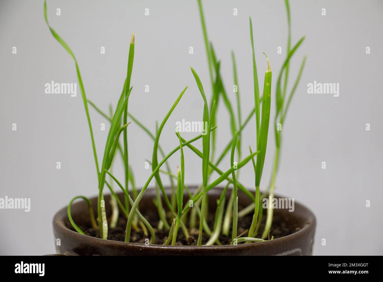 green wheat grass in a mug with brown floral pattern in front of a ...