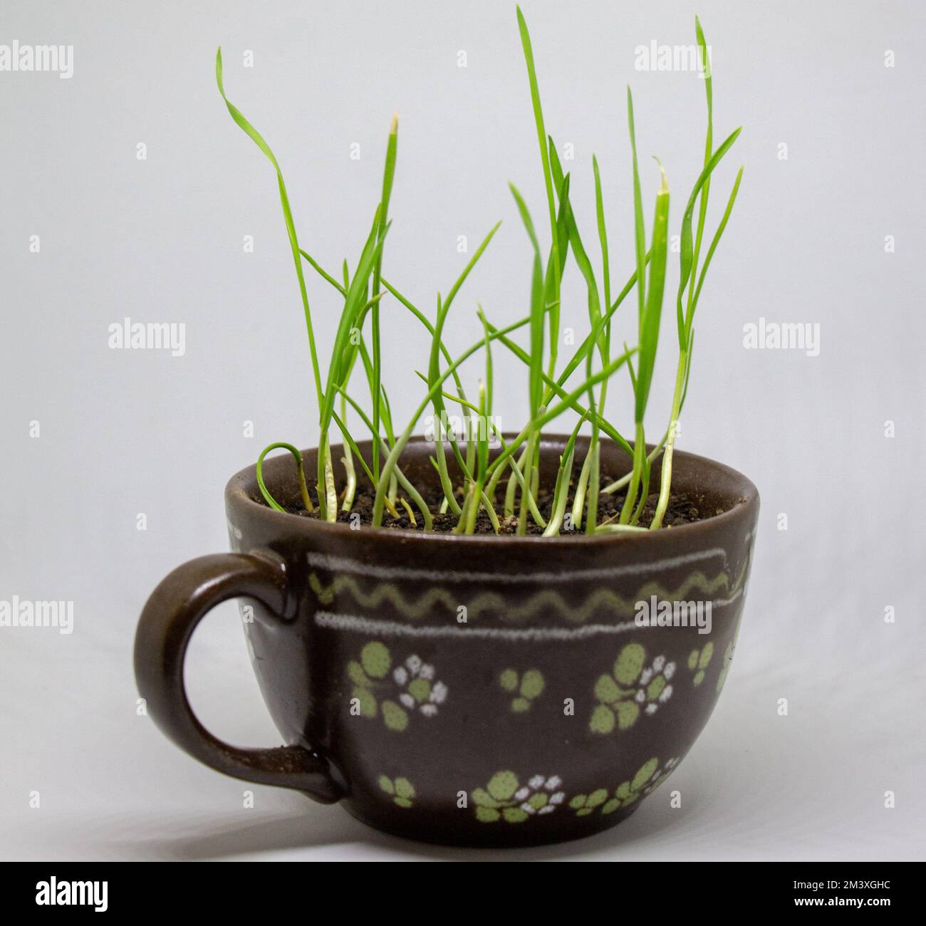 green wheat grass in a mug with brown floral pattern in front of a ...