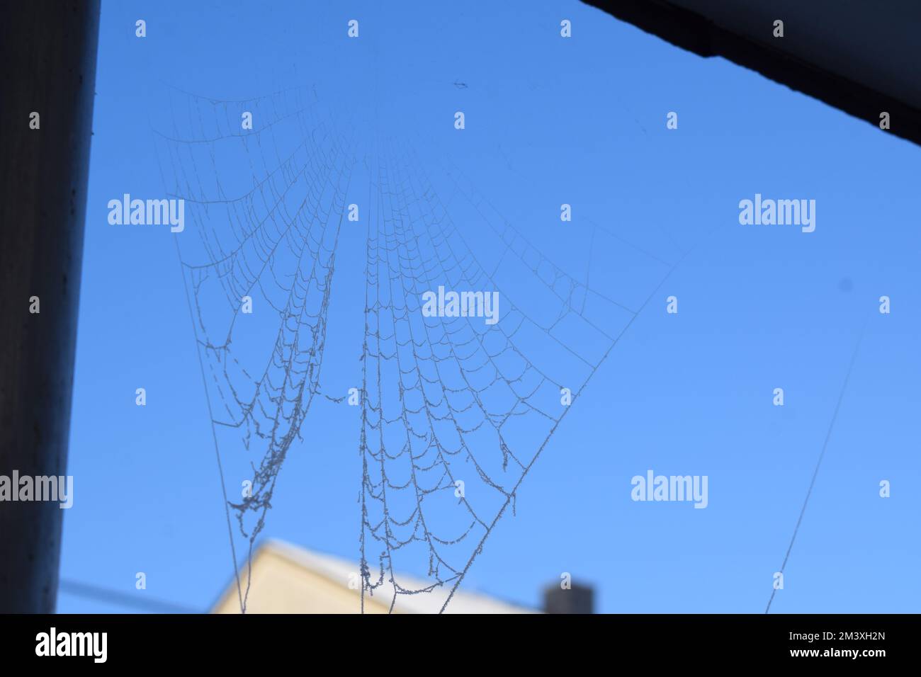 frozen spider web Stock Photo - Alamy