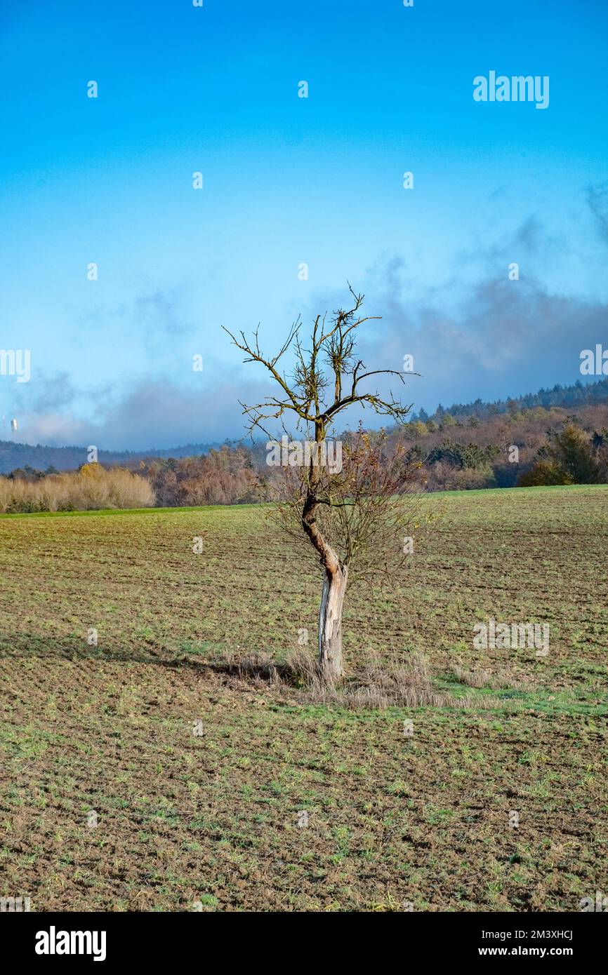 lonely tree without leaves at a plowed field in rural landscape in the ...