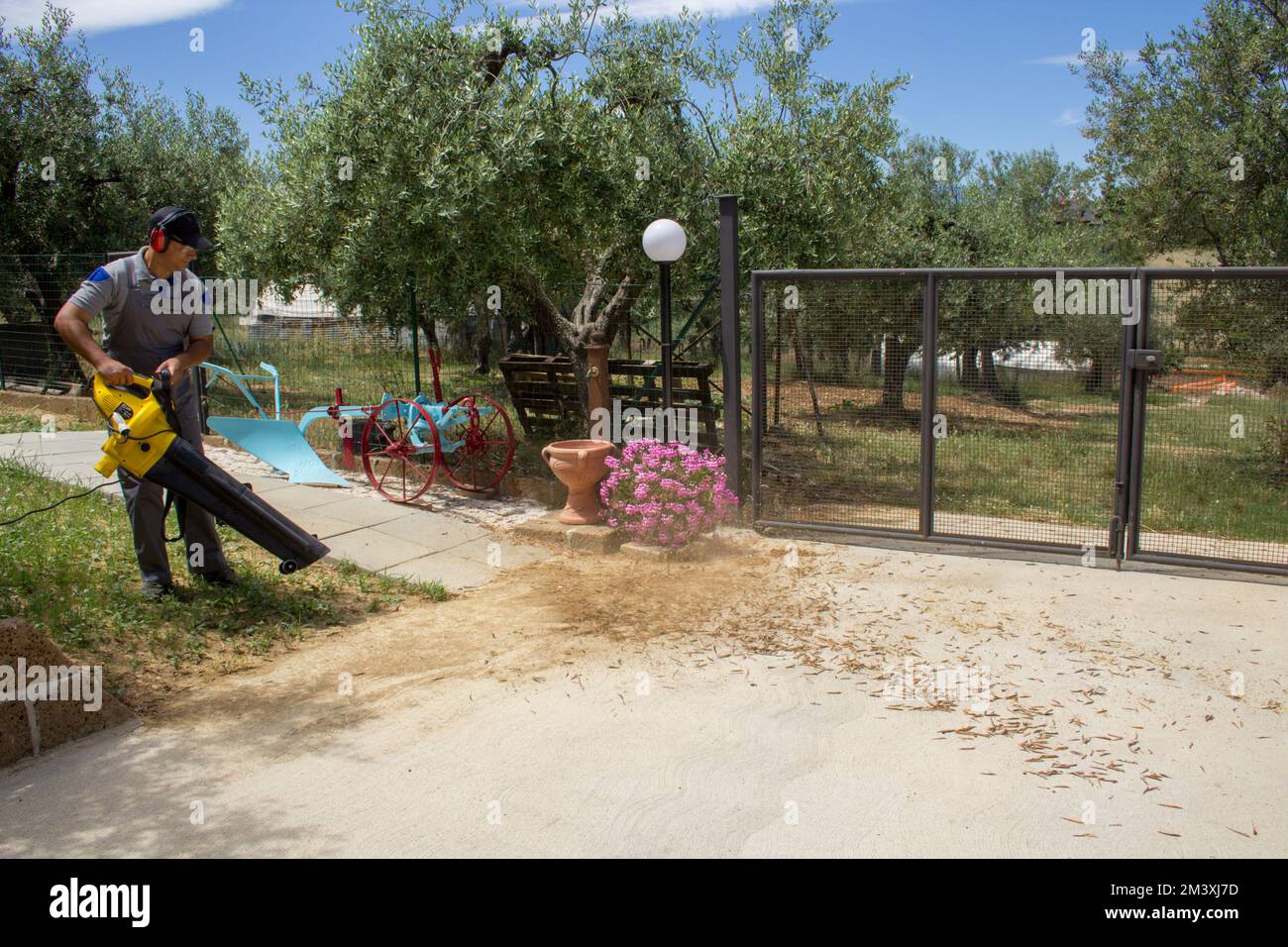 Image of a man sweeping dead leaves from the backyard with a vacuum ...