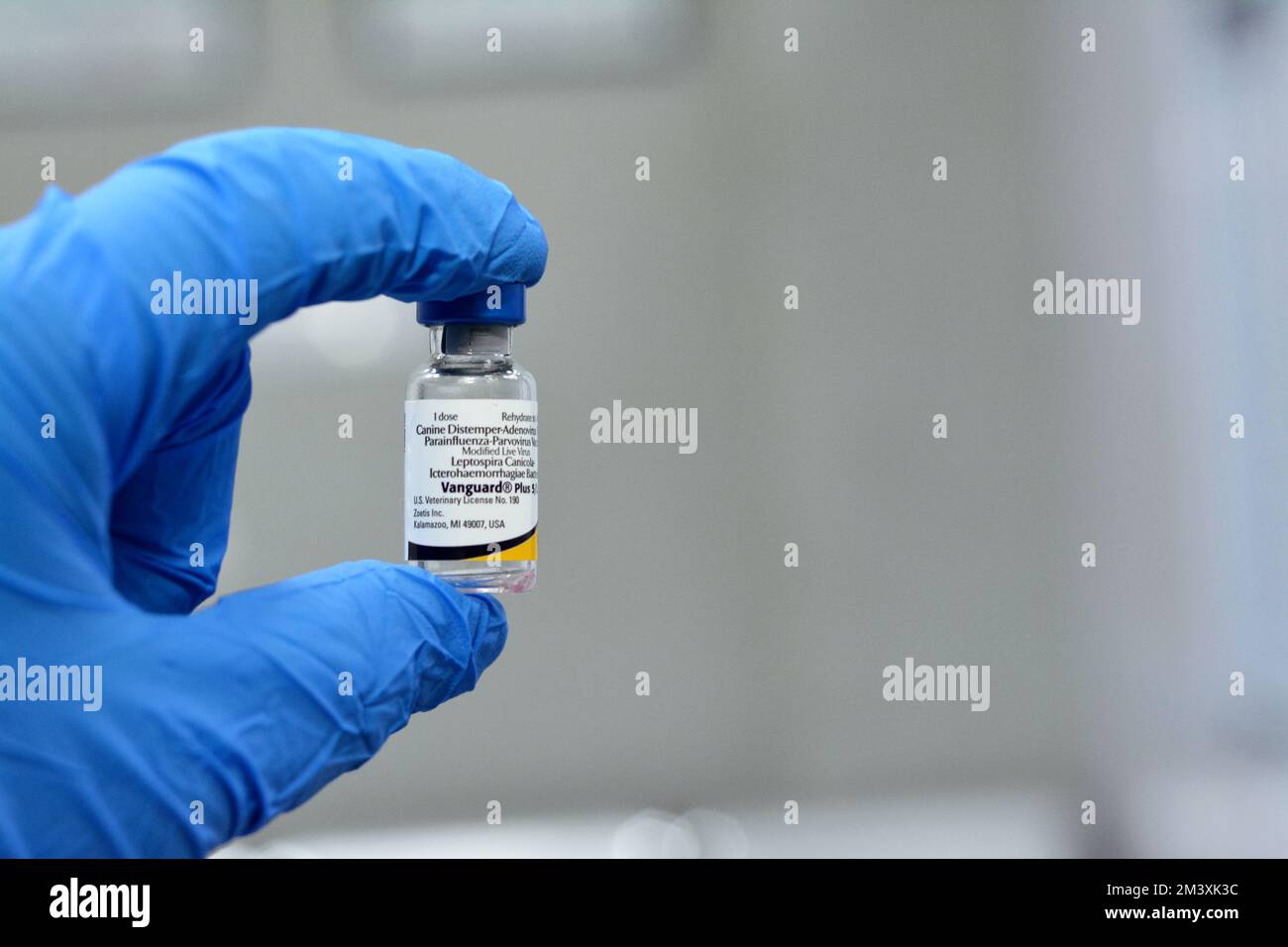 Cairo, Egypt, December 8 2022: Vanguard plus 5 CV-L vaccine for dogs ...