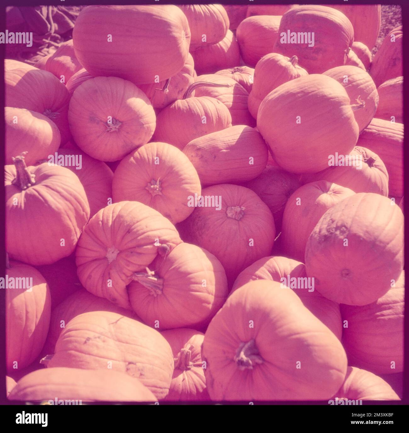 Harvest Color Amish, Toni Frissell, Antoinette Frissell Bacon ...