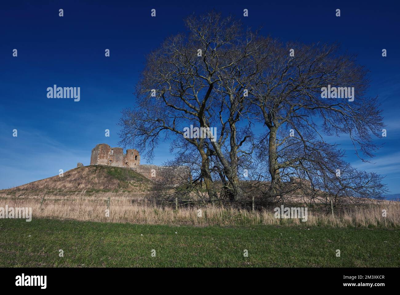 Ancient Tree at Duffus Castle Stock Photo - Alamy