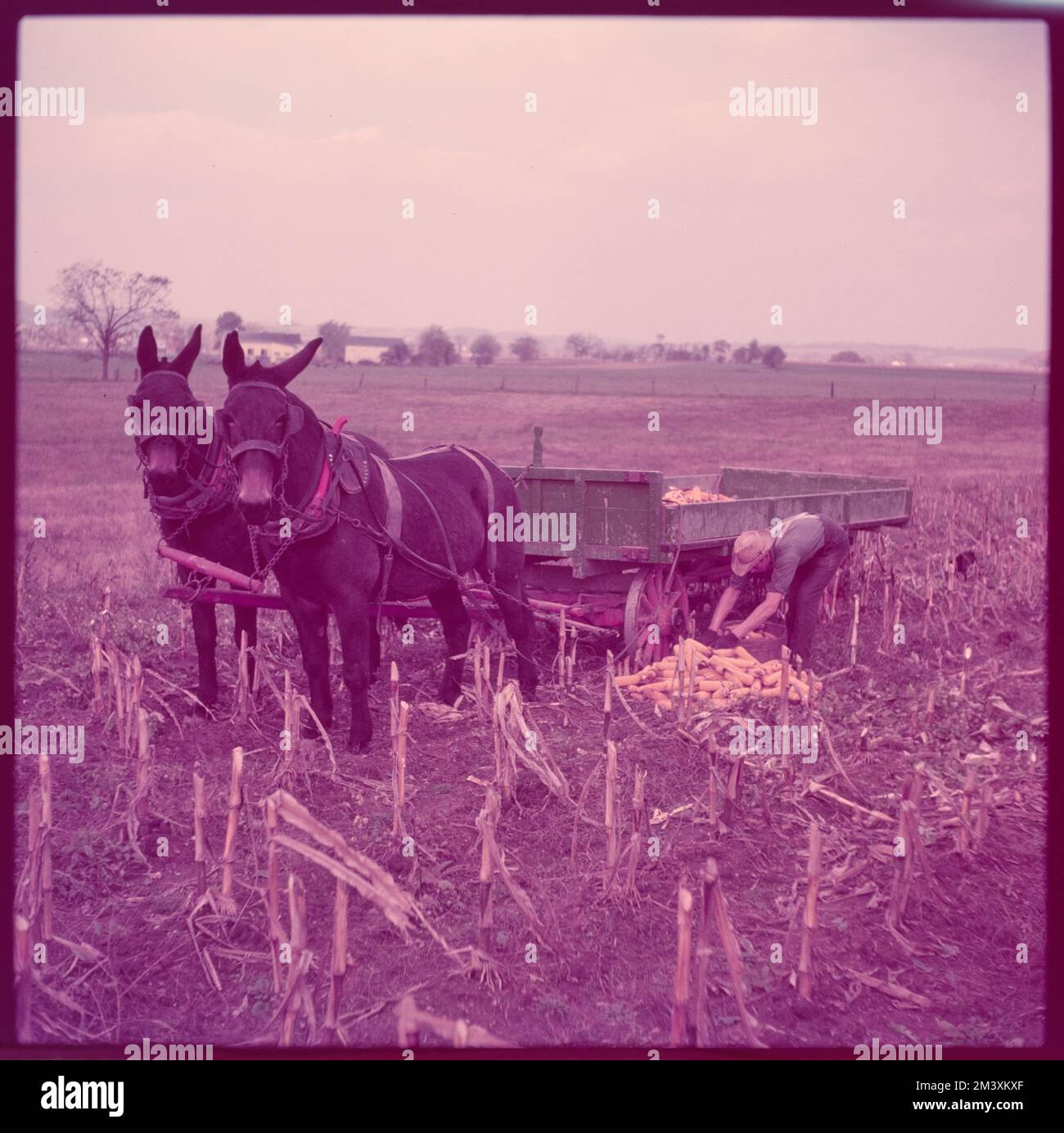 Harvest Color - Amish, Toni Frissell, Antoinette Frissell Bacon ...