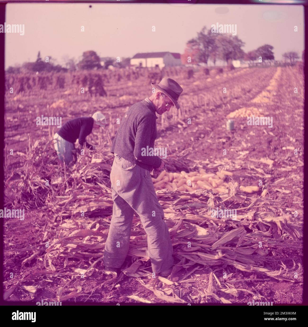 Harvest Color - Amish, Toni Frissell, Antoinette Frissell Bacon ...