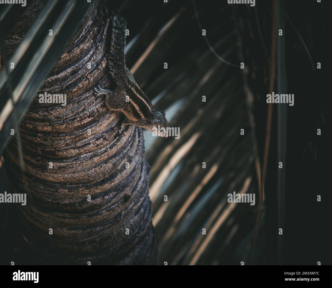 A cute gray squirrel on the tree trunk Stock Photo - Alamy