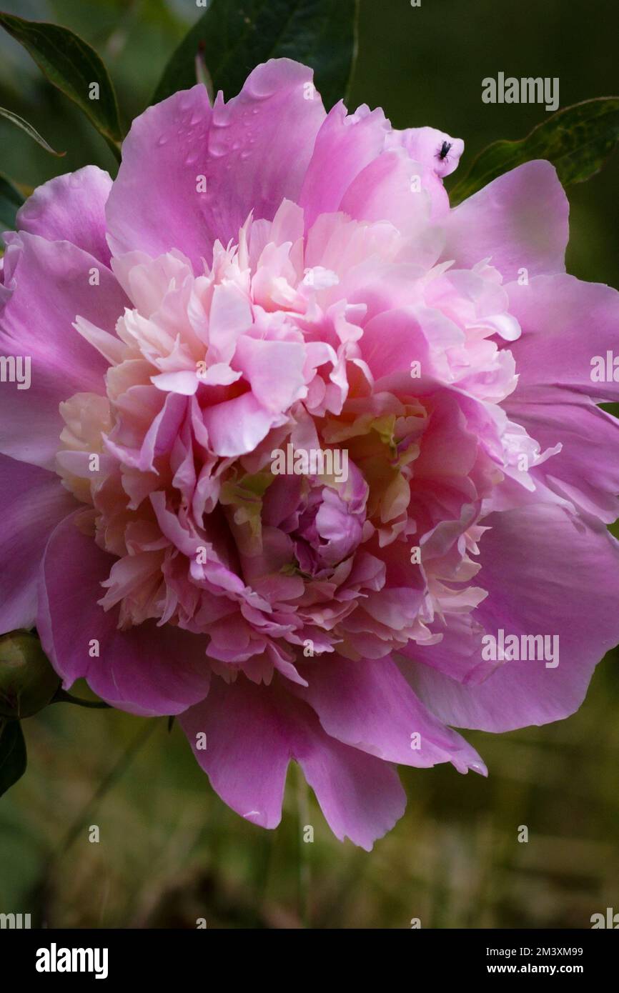 A close up of pink rose flower Stock Photo - Alamy