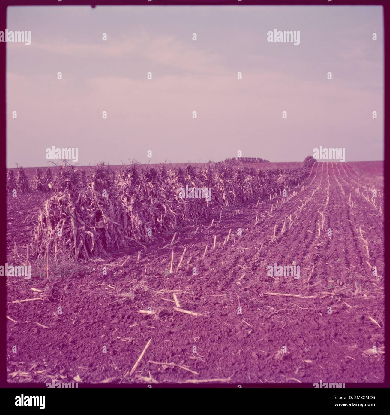 Harvest Color - Amish, Toni Frissell, Antoinette Frissell Bacon ...