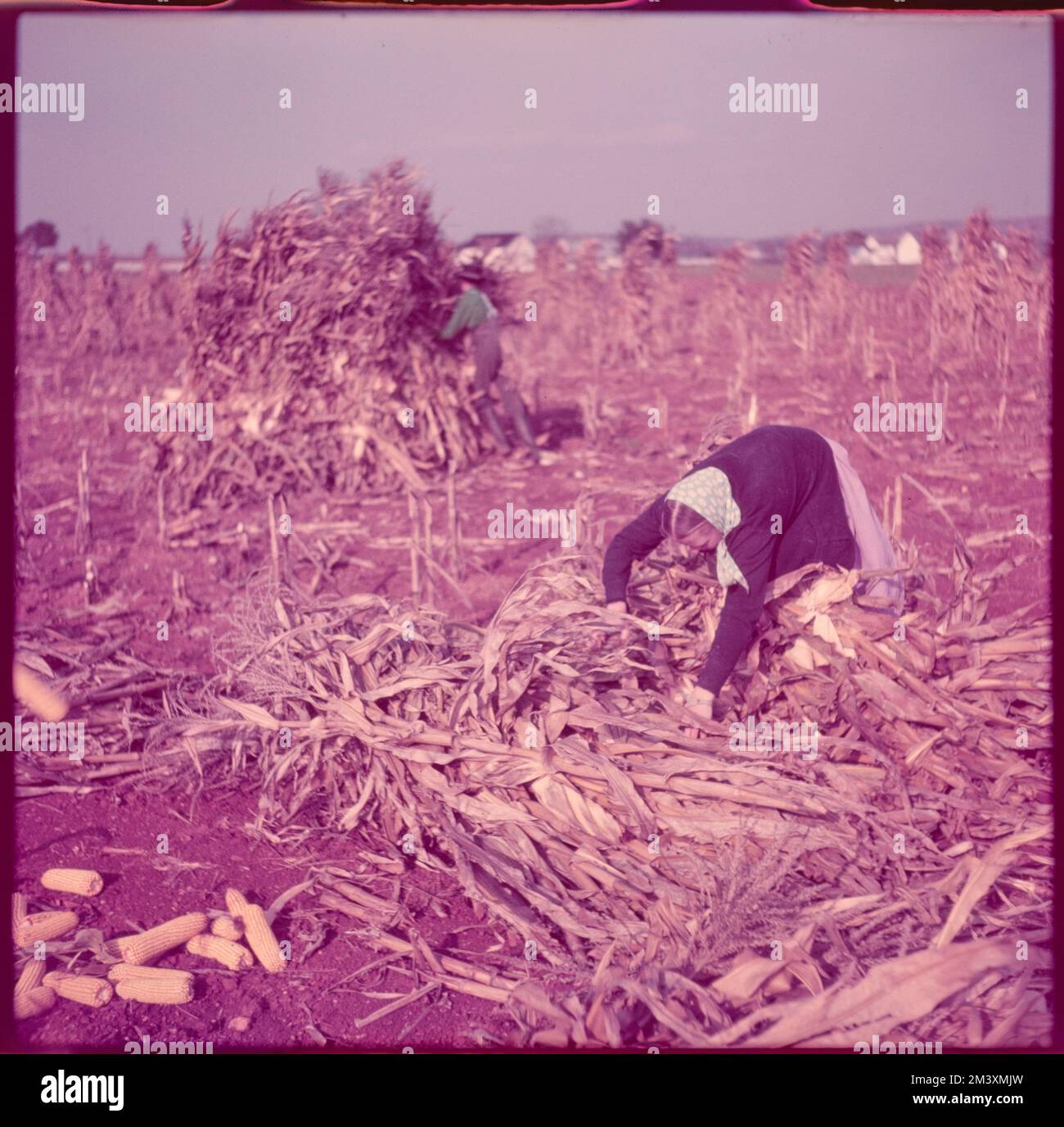 Harvest Color - Amish, Toni Frissell, Antoinette Frissell Bacon ...