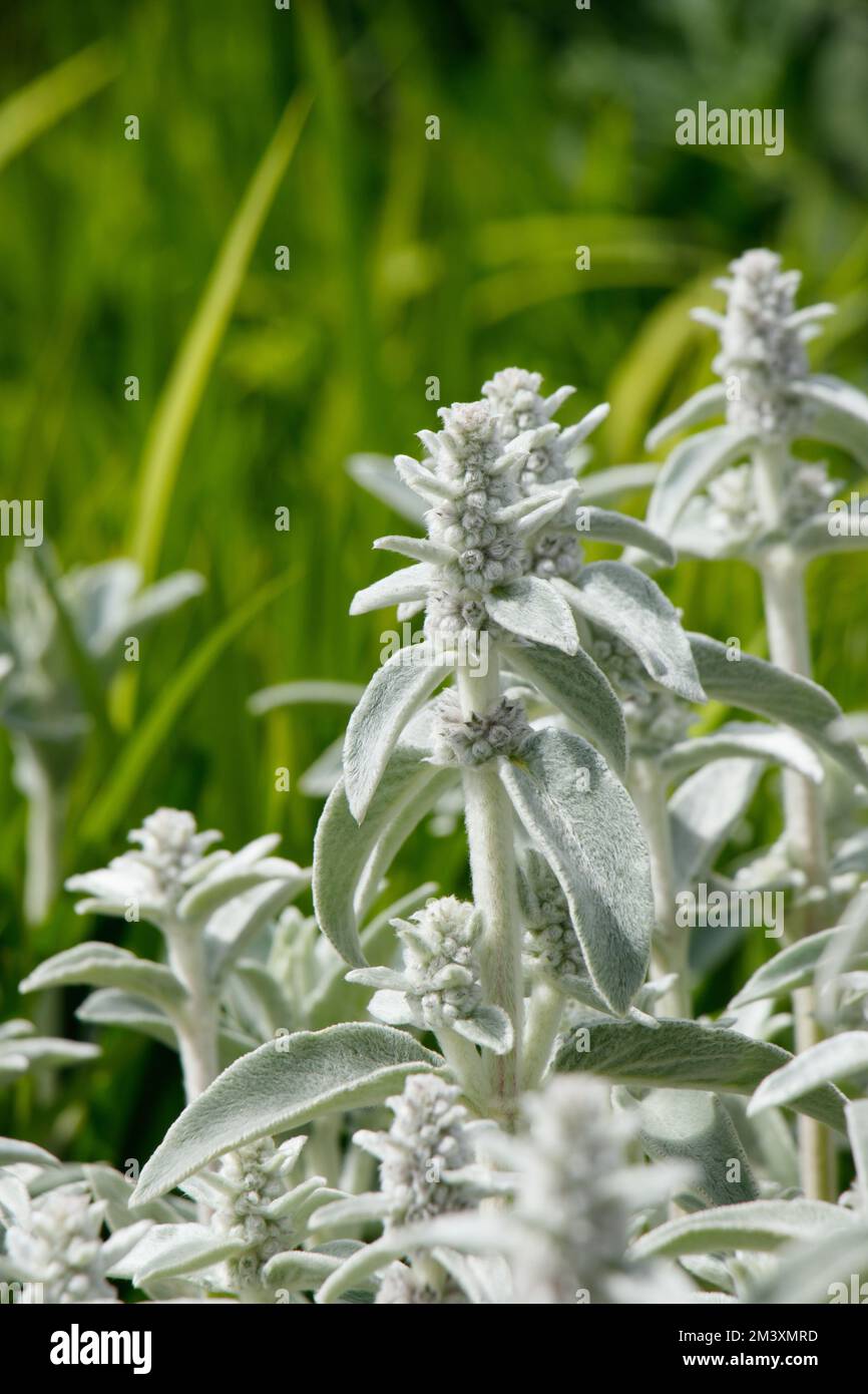 Close-up view of a Lamb's Ear plant with soft, velvety leaves and a ...