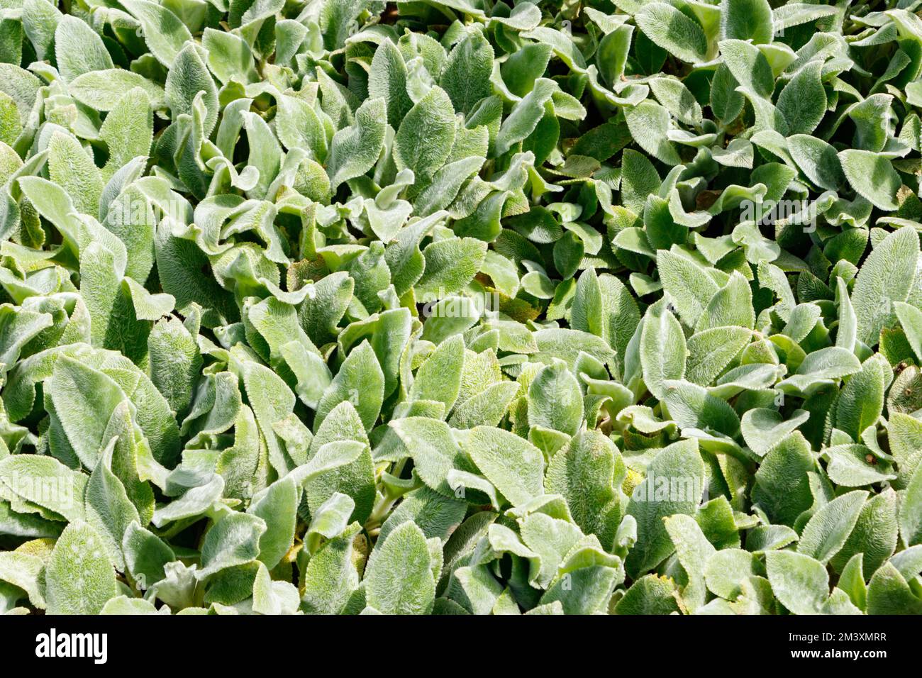 Close-up view of a Lamb's Ear plant with soft, velvety leaves and a ...