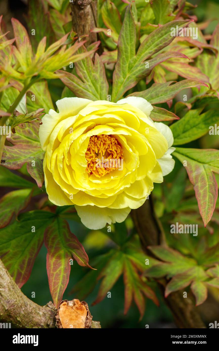 Yellow Peony flower Paonia Stock Photo - Alamy