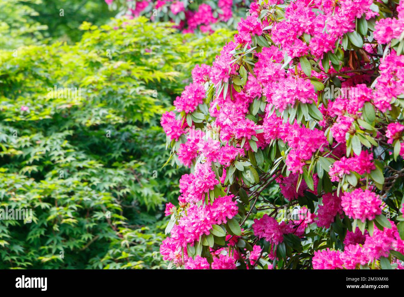 pink rhododendron shrub bush Stock Photo - Alamy
