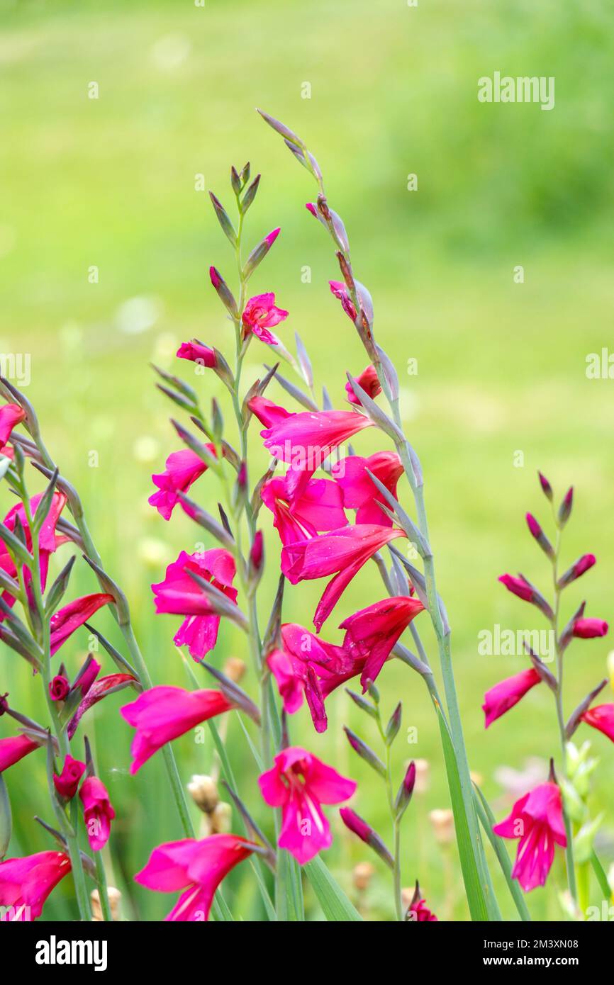 pink gladiolus flowers Stock Photo - Alamy