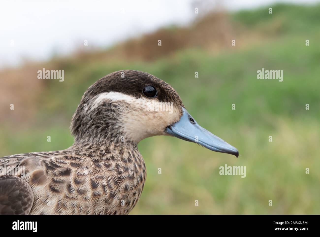 Teal and blue hi-res stock photography and images - Alamy