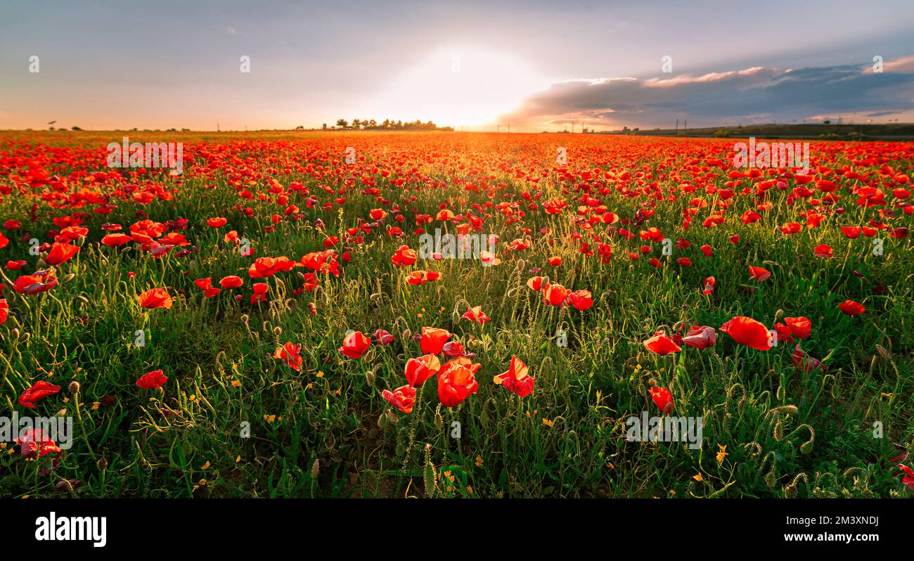 Dusk over the Poppy-covered Manchego fields, Cabezamesada, Toledo Stock ...