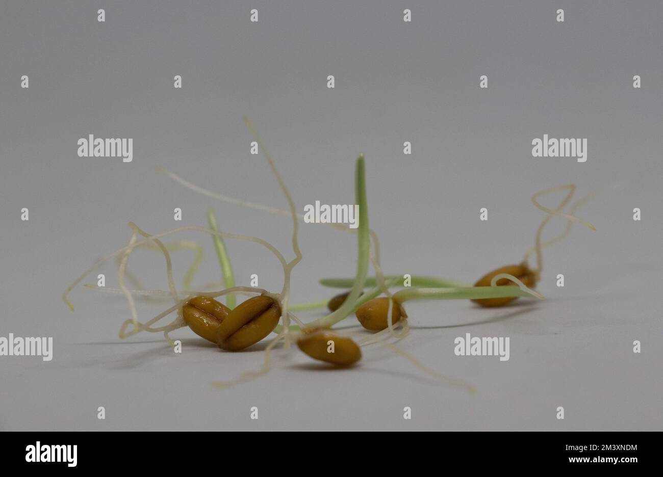 wheat germ in front of a sterile background Stock Photo - Alamy