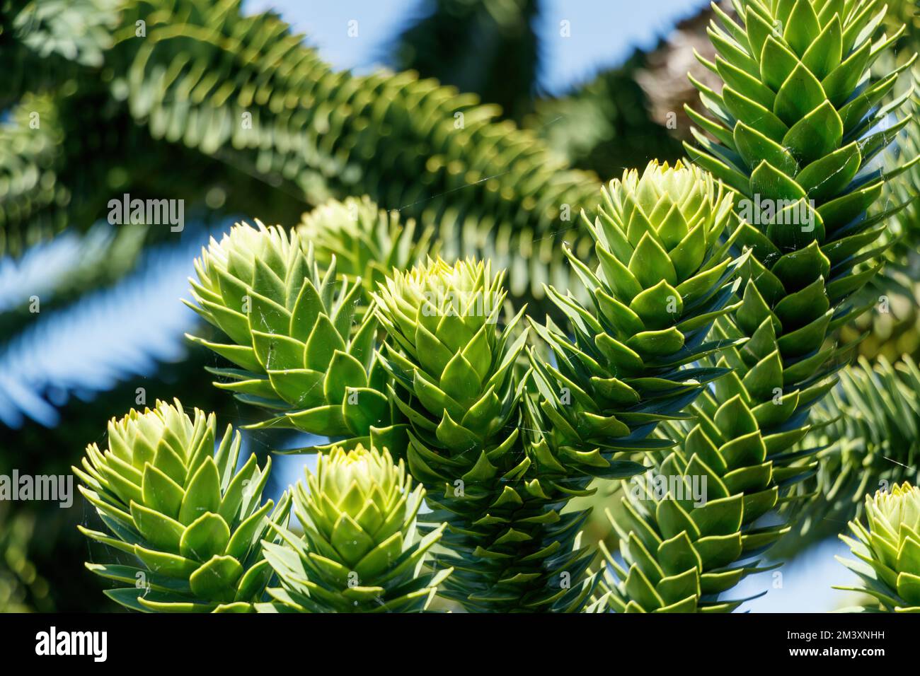 Monkey puzzle tree (Araucaria araucana) native to Chile against bright ...