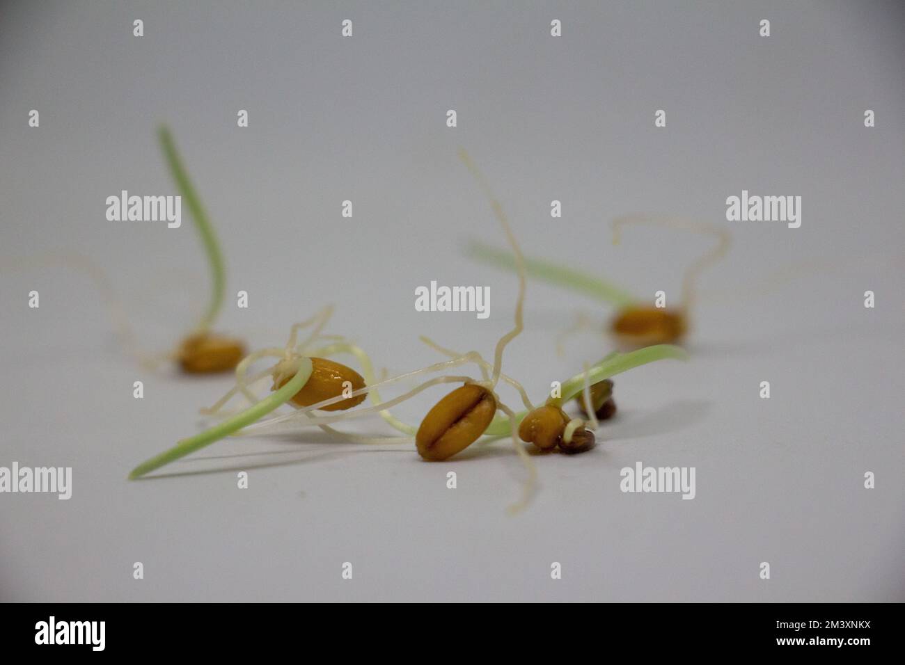 wheat germ in front of a sterile background Stock Photo - Alamy