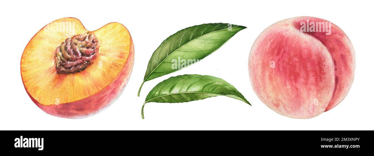 Watercolor set with peaches. Realistic collection with pink fruits and ...