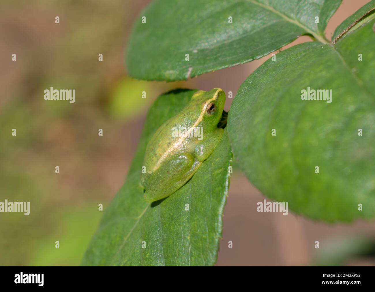Beautiful Water Lily Reed Frog (Hyperolius pusillus Stock Photo - Alamy