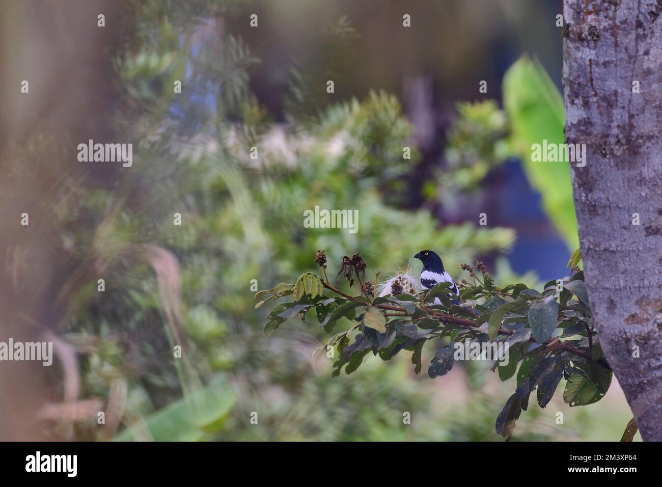 Cissopis hi-res stock photography and images - Alamy