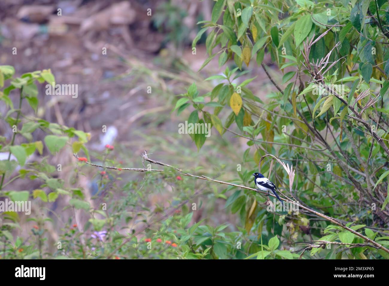 Cissopis hi-res stock photography and images - Alamy