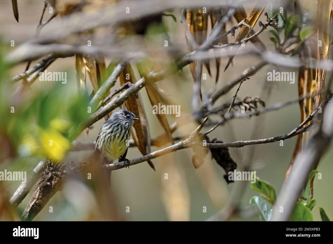 Tufted Tit-Tyrant (Anairetes parulus), beautiful specimen perched on ...