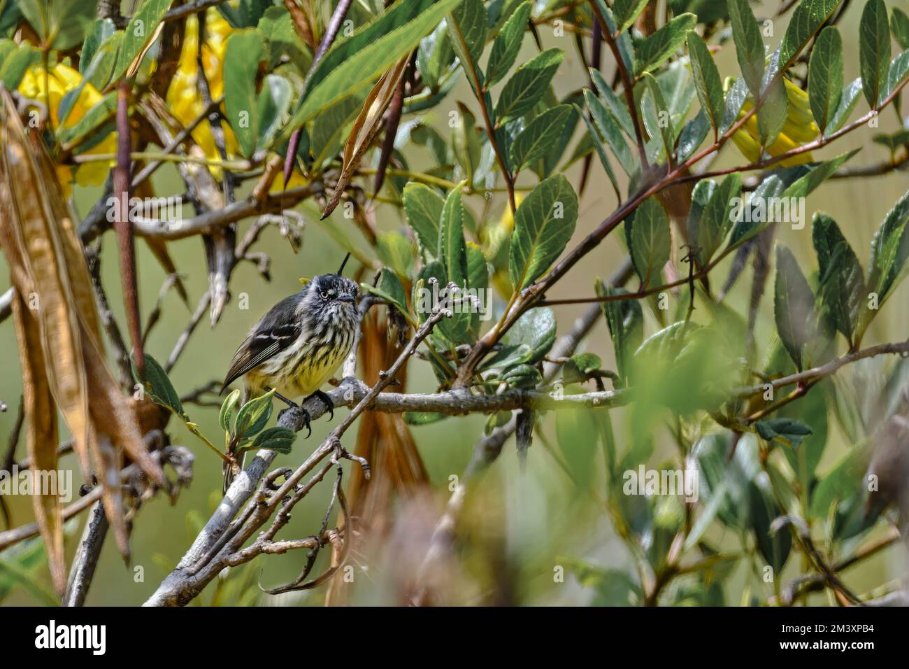 Tufted Tit-Tyrant (Anairetes parulus), beautiful specimen perched on ...