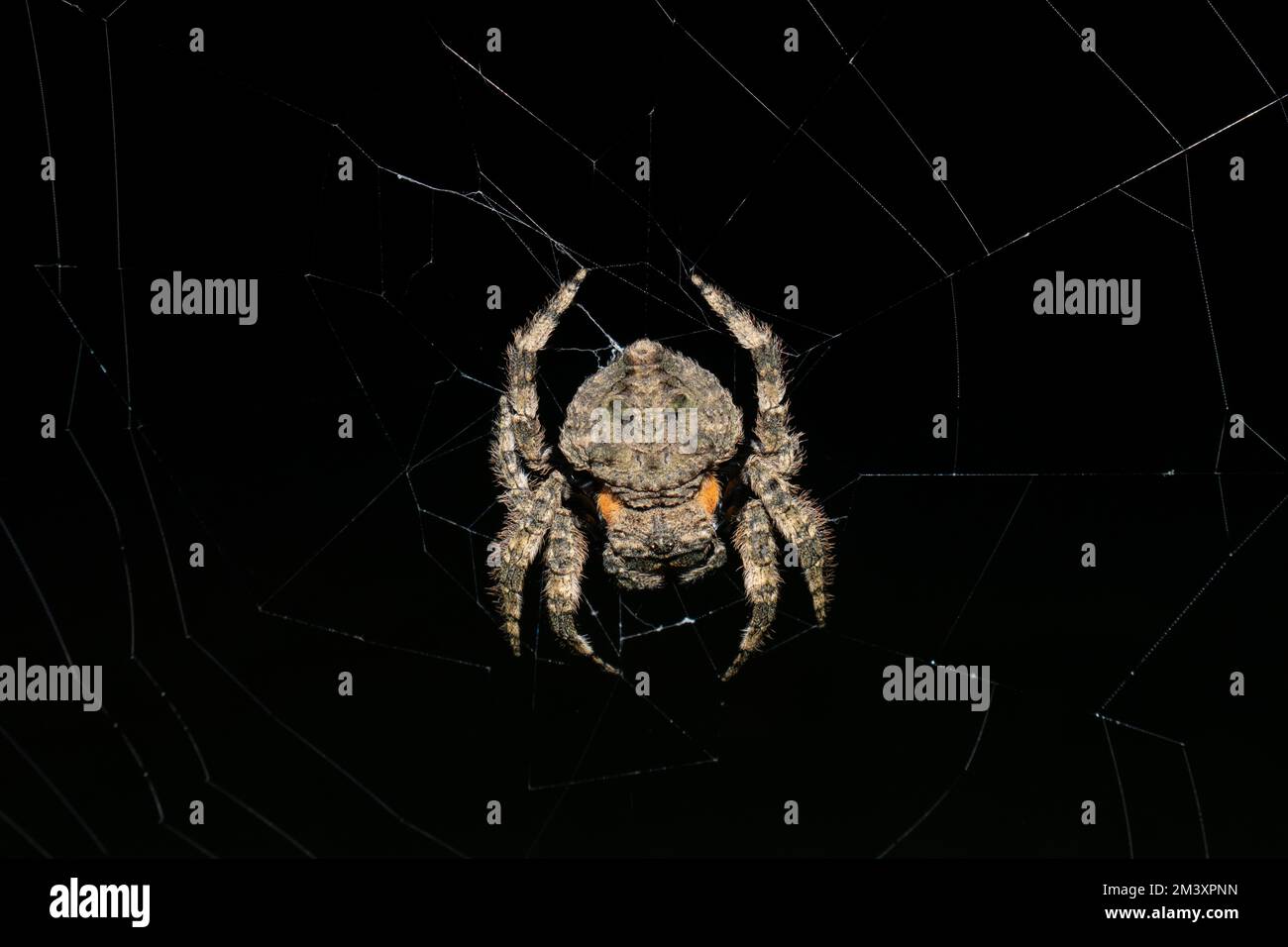 Common bark spider (Caerostris sexcuspidata Stock Photo - Alamy
