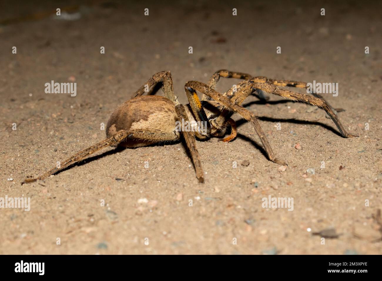 Common rain spider (Palystes superciliosus Stock Photo - Alamy