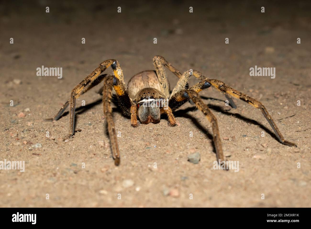 Common rain spider (Palystes superciliosus Stock Photo - Alamy