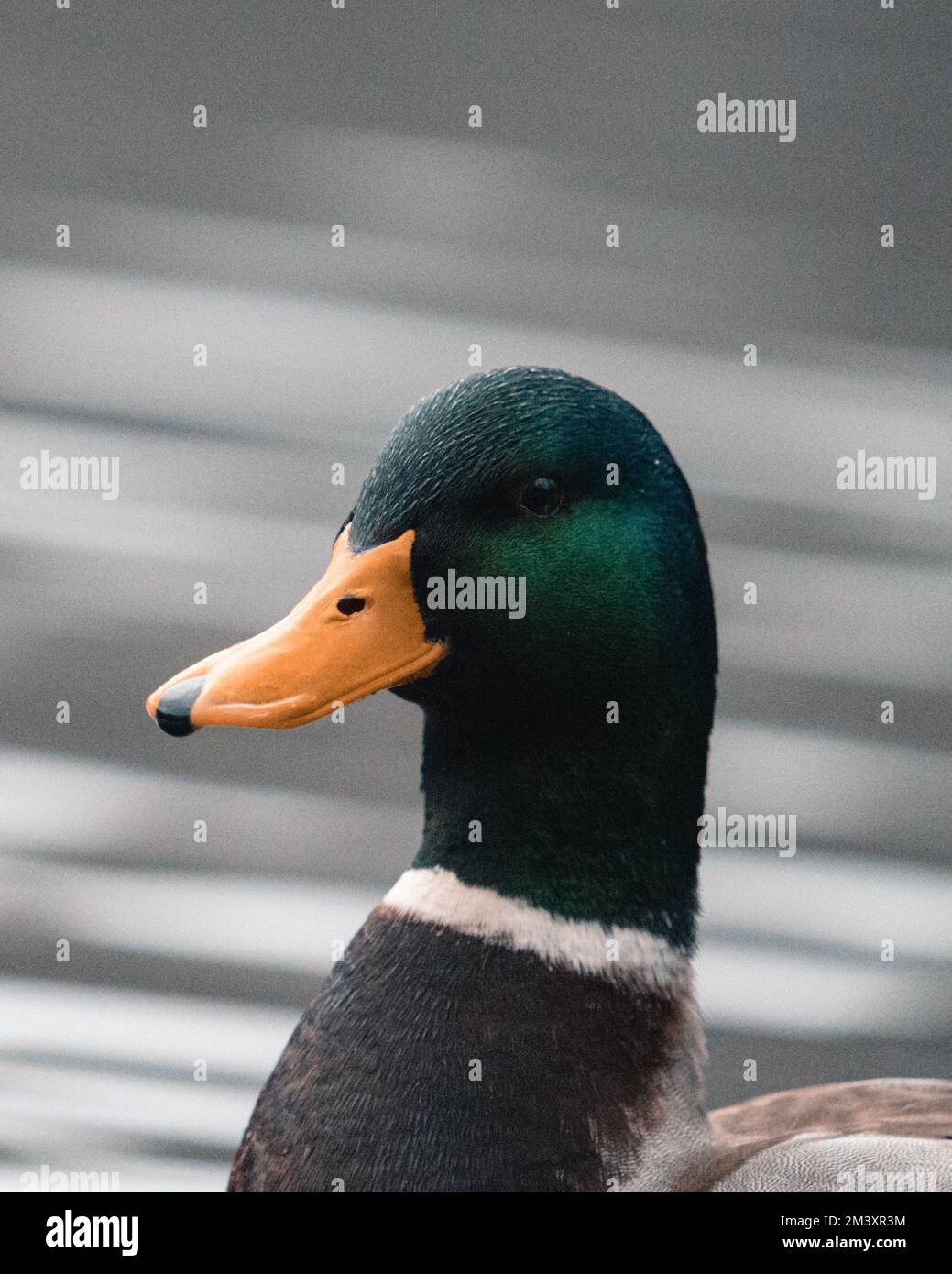 A close-up shot of a cute little mallard duck floating in the calm lake ...