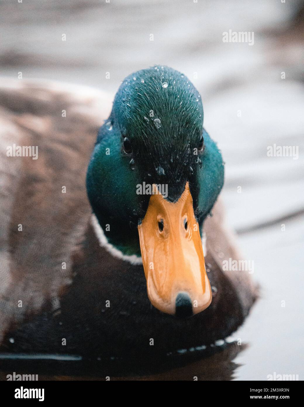 A close-up shot of a cute little mallard duck floating in the calm lake ...