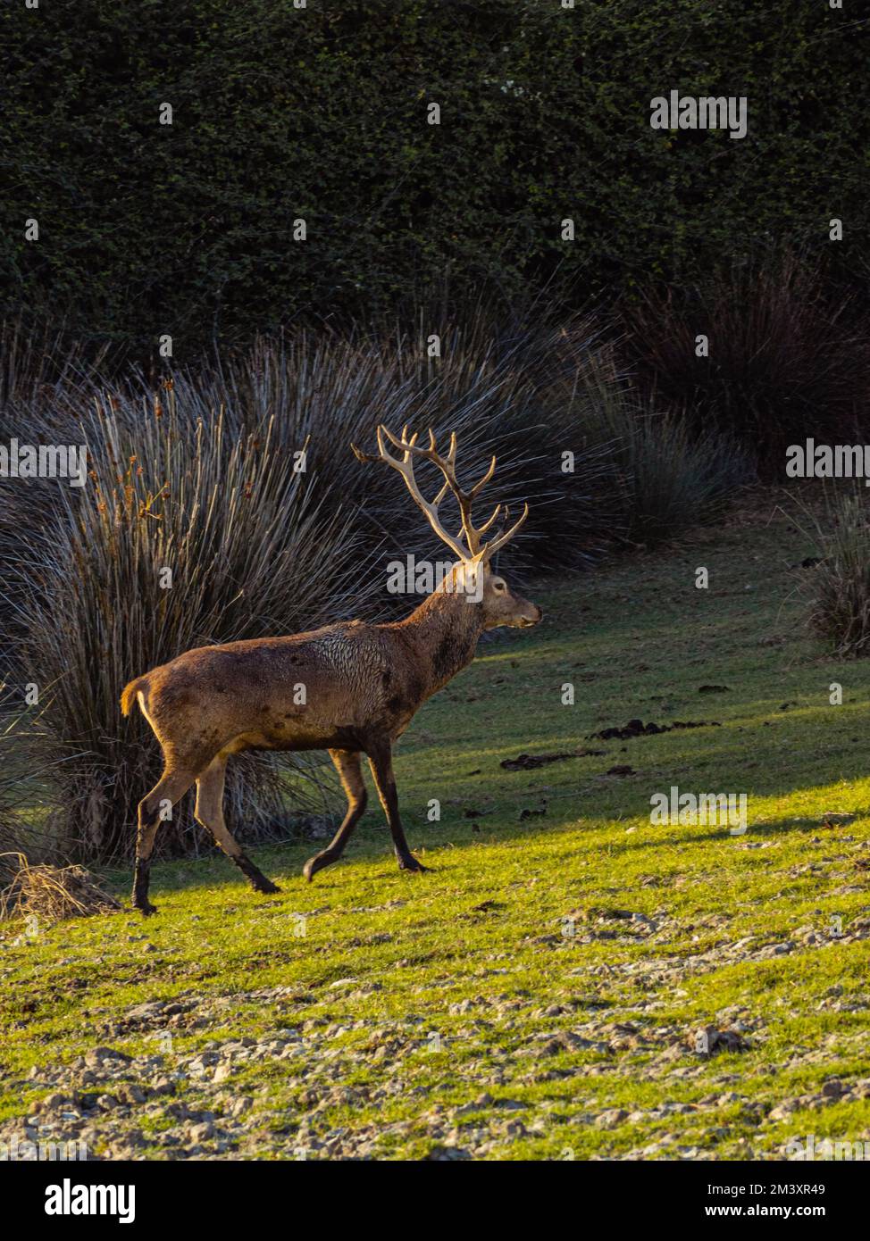 Deer in Donana National Park in Spain A UNESCO World Heritage Site ...