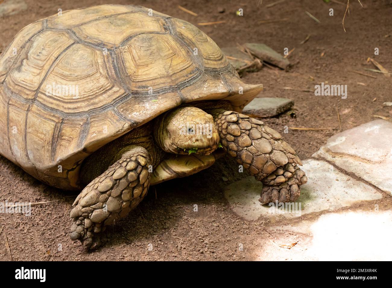 Big brown tortoise stand on soil background Stock Photo - Alamy