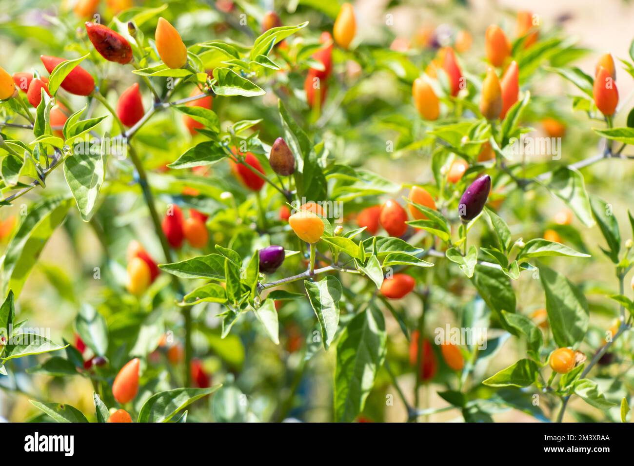 Closed up of yellow, red, purple color chilli plant with blurred ...