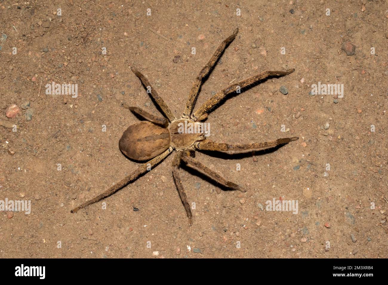 Common rain spider (Palystes superciliosus Stock Photo - Alamy