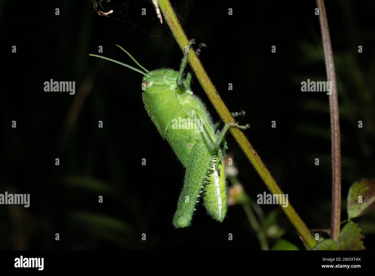 Vibrant grasshopper species hi-res stock photography and images - Alamy