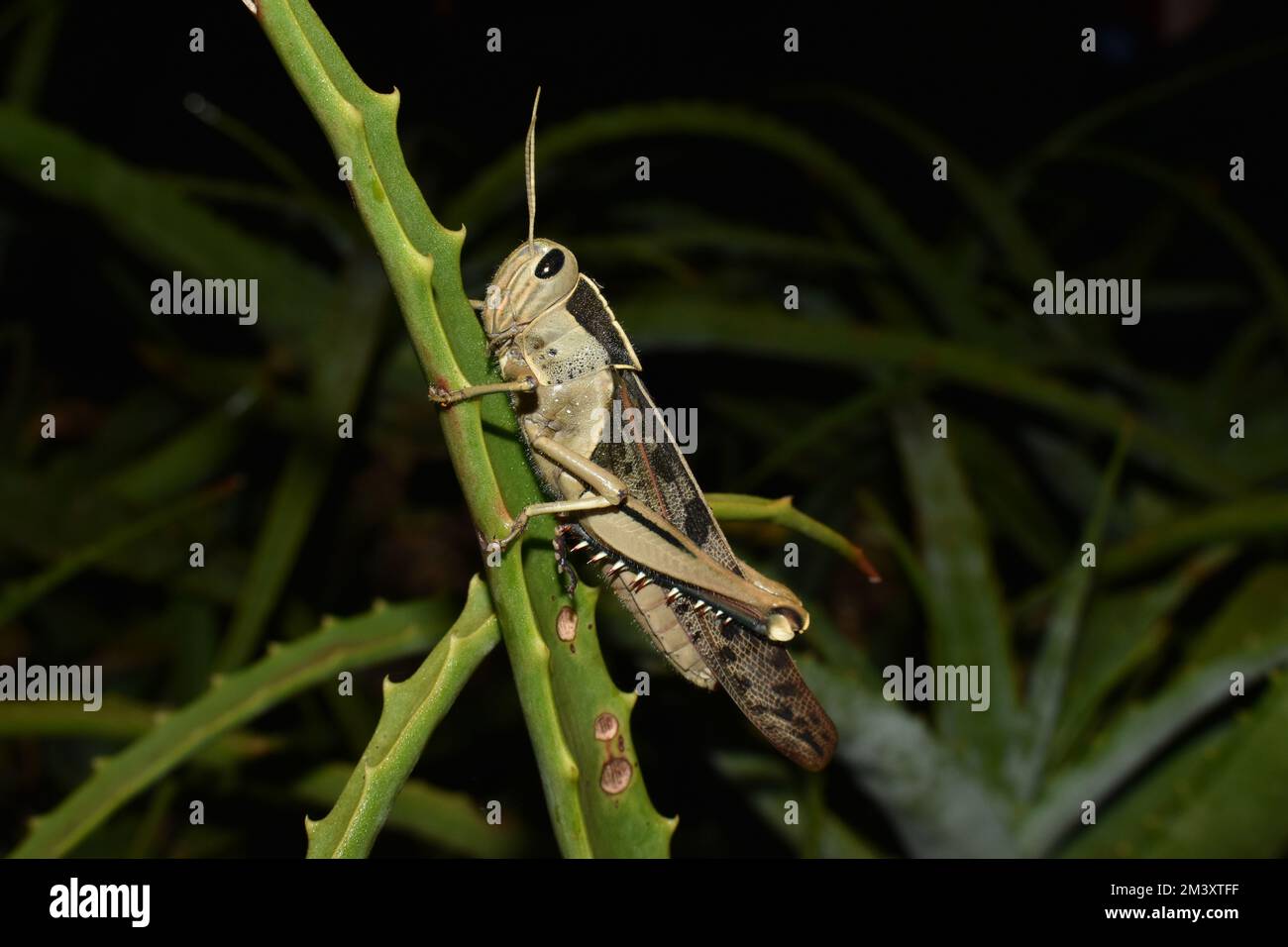 Vibrant grasshopper species hi-res stock photography and images - Alamy